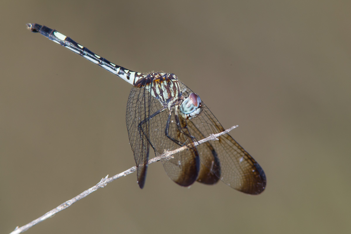 Swift Setwing (Dythemis velox)