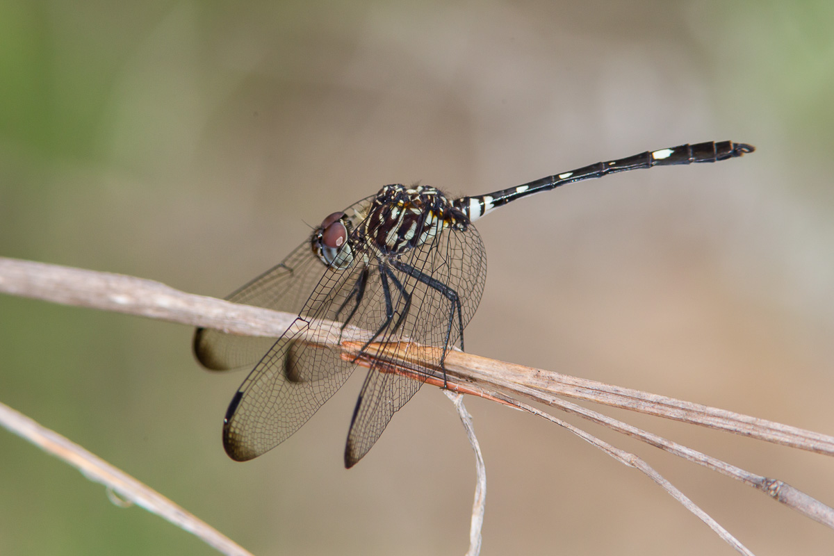 Swift Setwing (Dythemis velox)