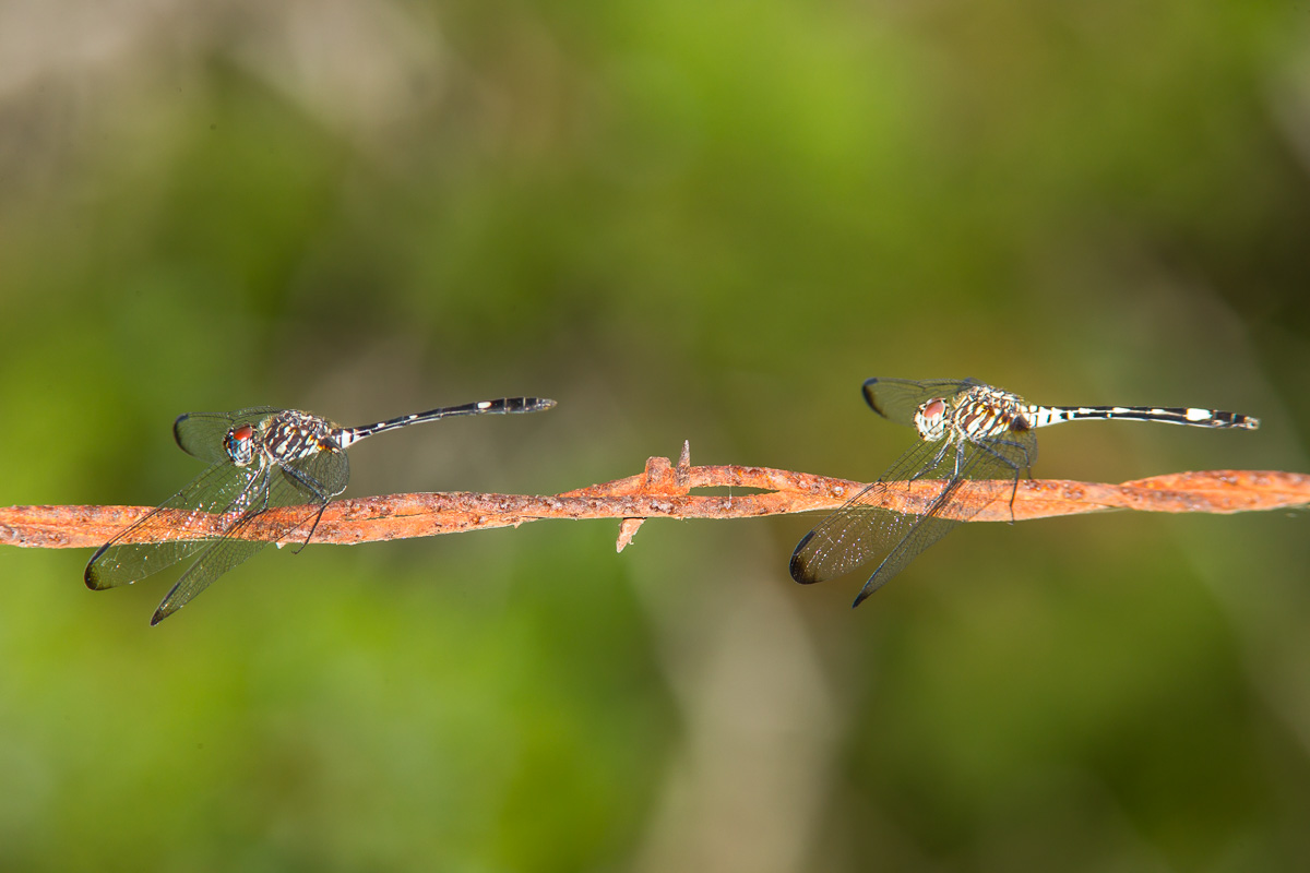 Swift Setwing (Dythemis velox)