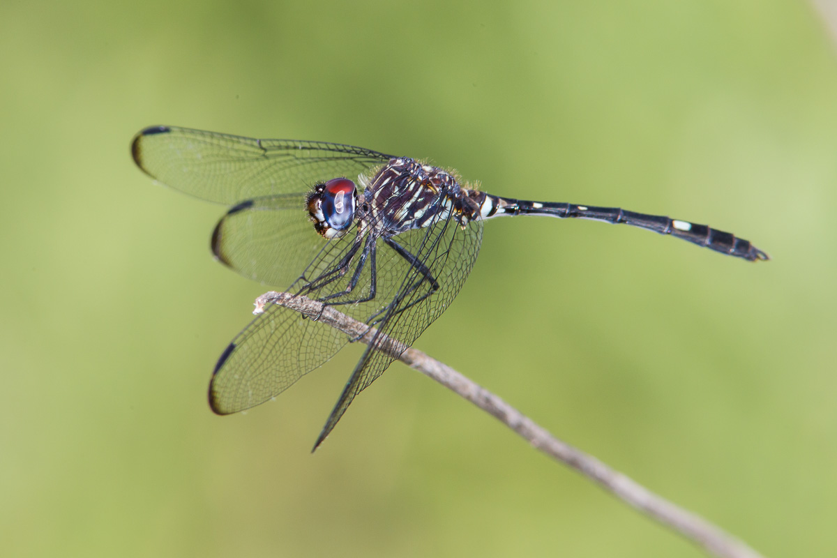 Swift Setwing (Dythemis velox)