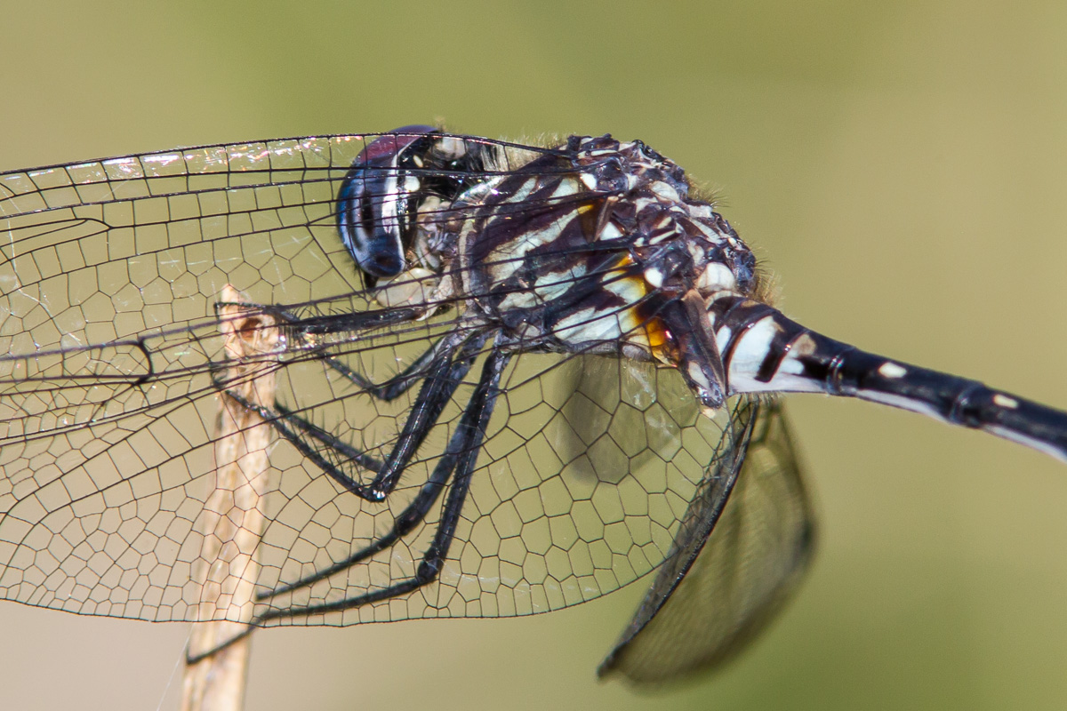 Swift Setwing (Dythemis velox)