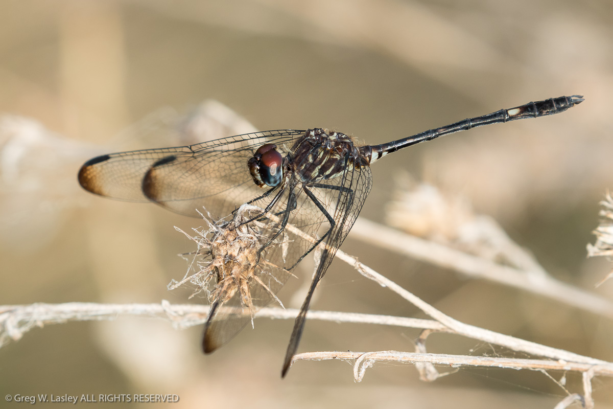 Swift Setwing (Dythemis velox)