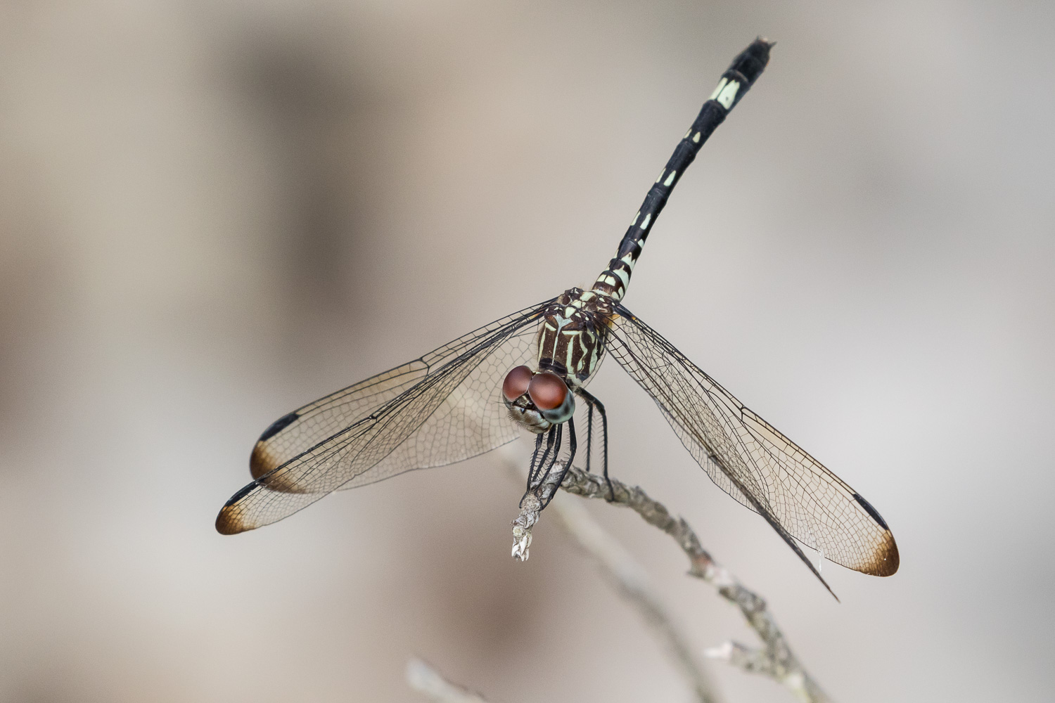 Swift Setwing (Dythemis velox)