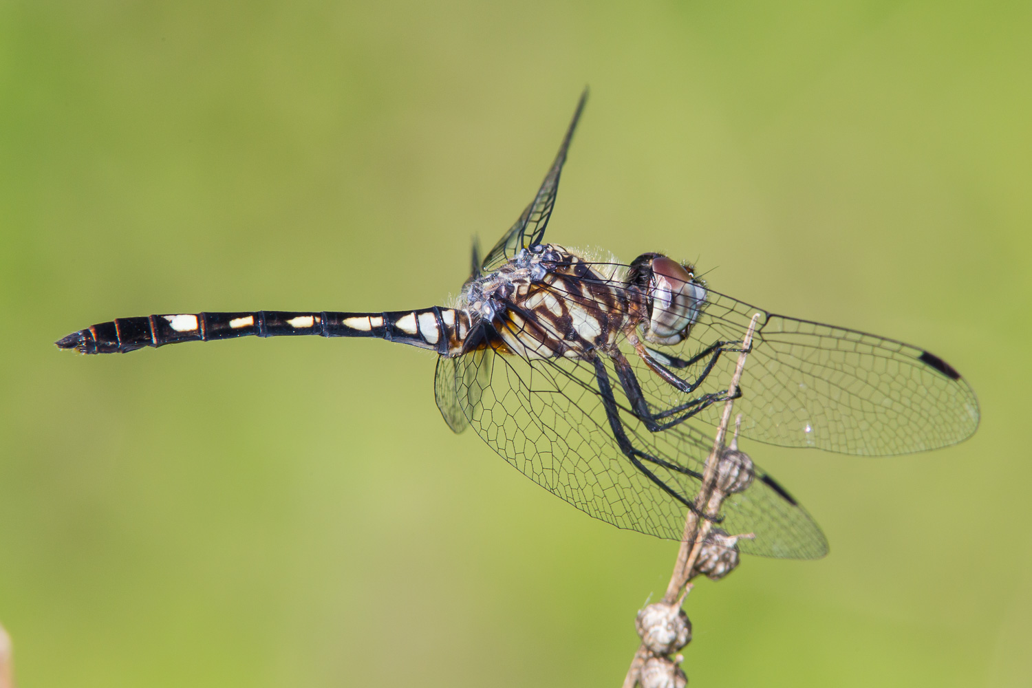 Thornbush Dasher (Micrathyria hagenii)