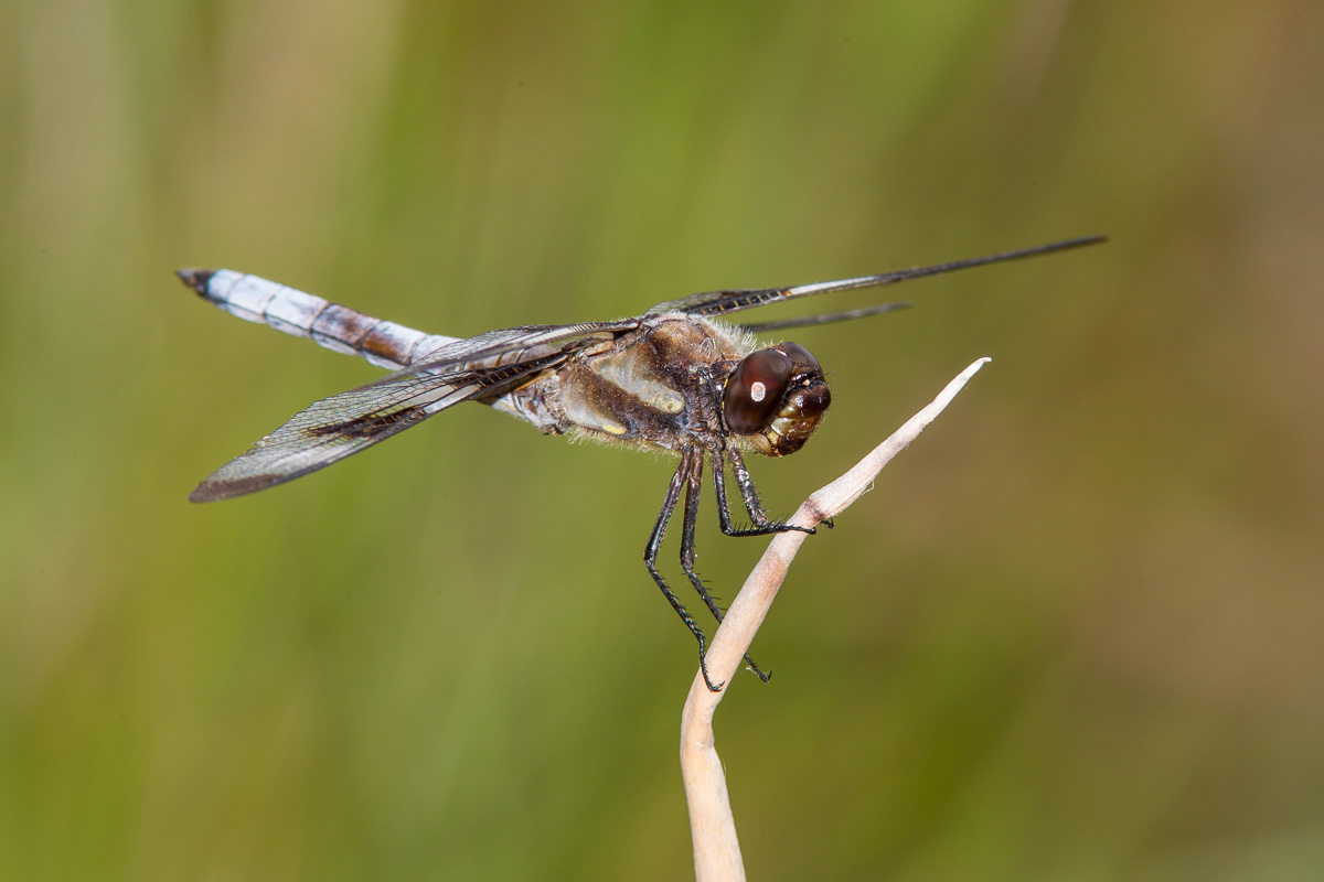 Twelve-spotted Skimmer (Libellula pulchella)