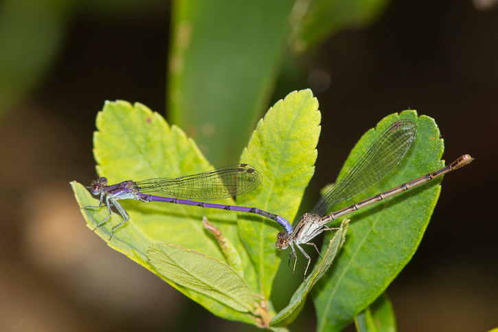 Variable Dancer (Argia fumipennis)
