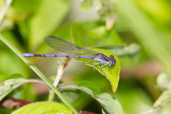 Variable Dancer (Argia fumipennis)