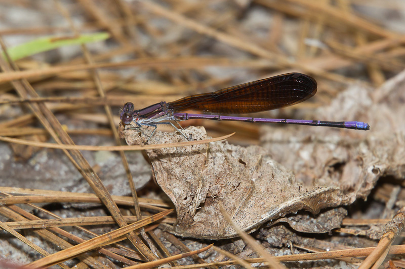 Variable Dancer (Argia fumipennis)