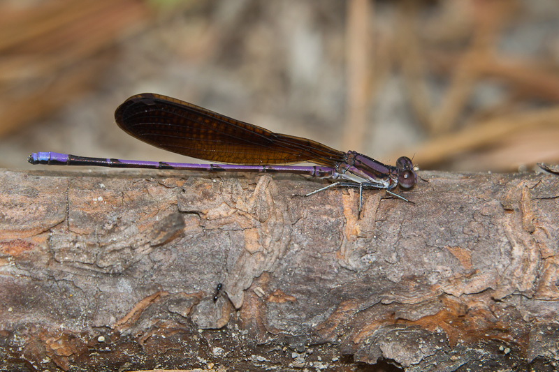 Variable Dancer (Argia fumipennis)