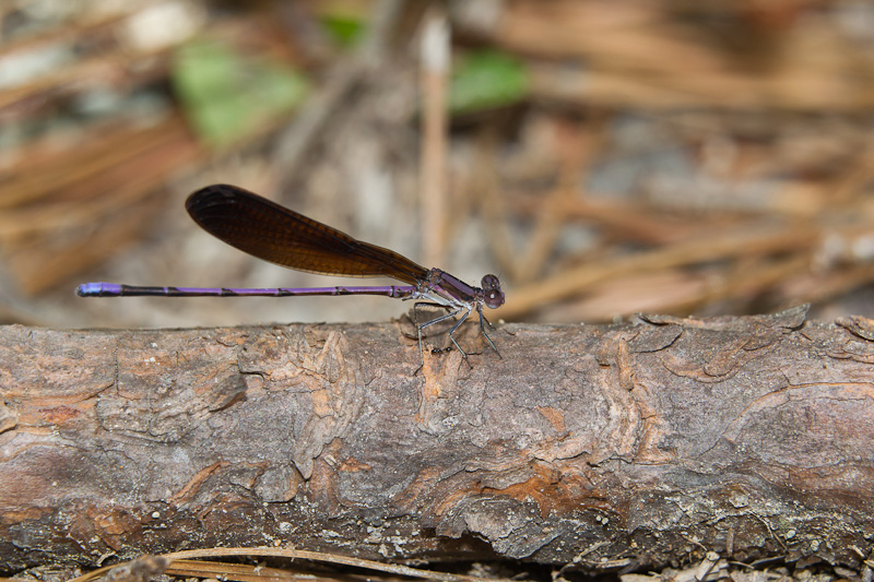 Variable Dancer (Argia fumipennis)