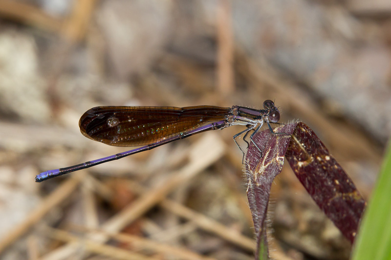 Variable Dancer (Argia fumipennis)