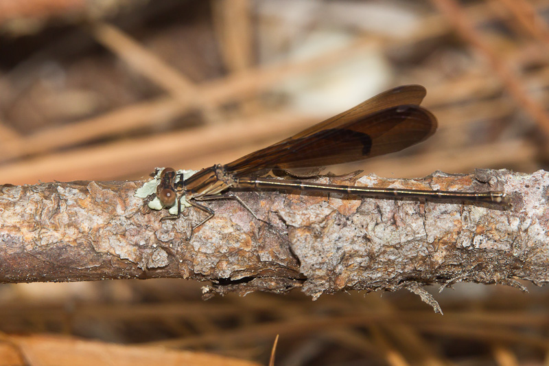 Variable Dancer (Argia fumipennis)