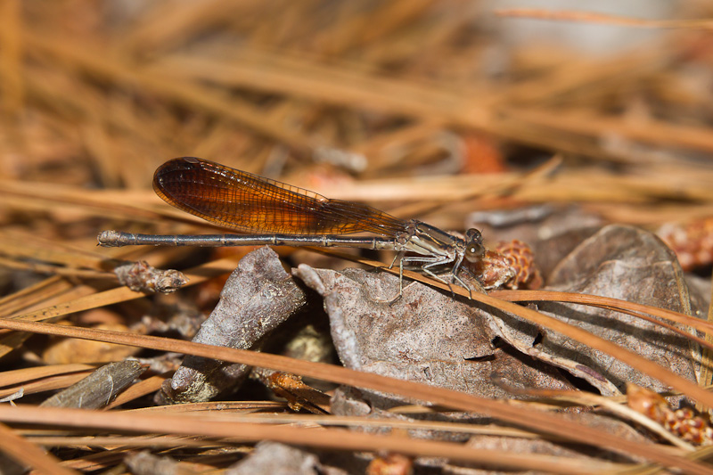 Variable Dancer (Argia fumipennis)