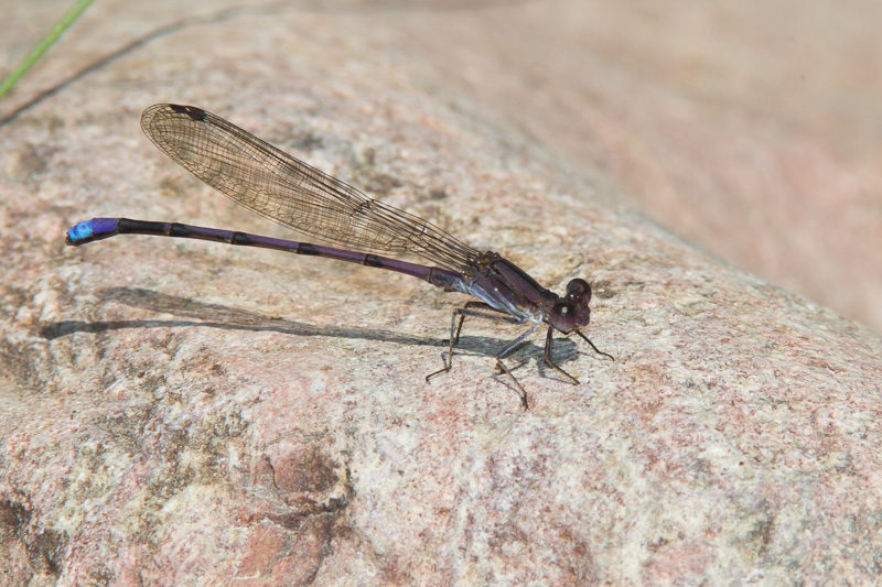 Variable Dancer (Argia fumipennis)