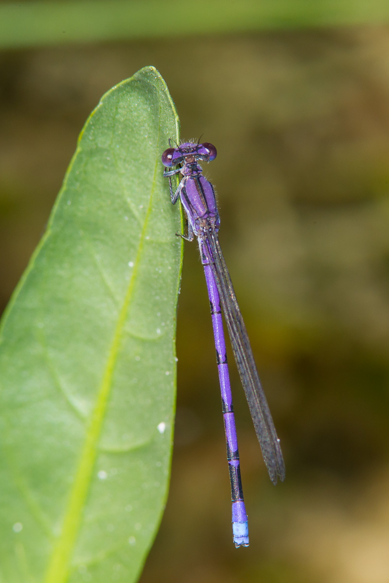 Variable Dancer (Argia fumipennis)