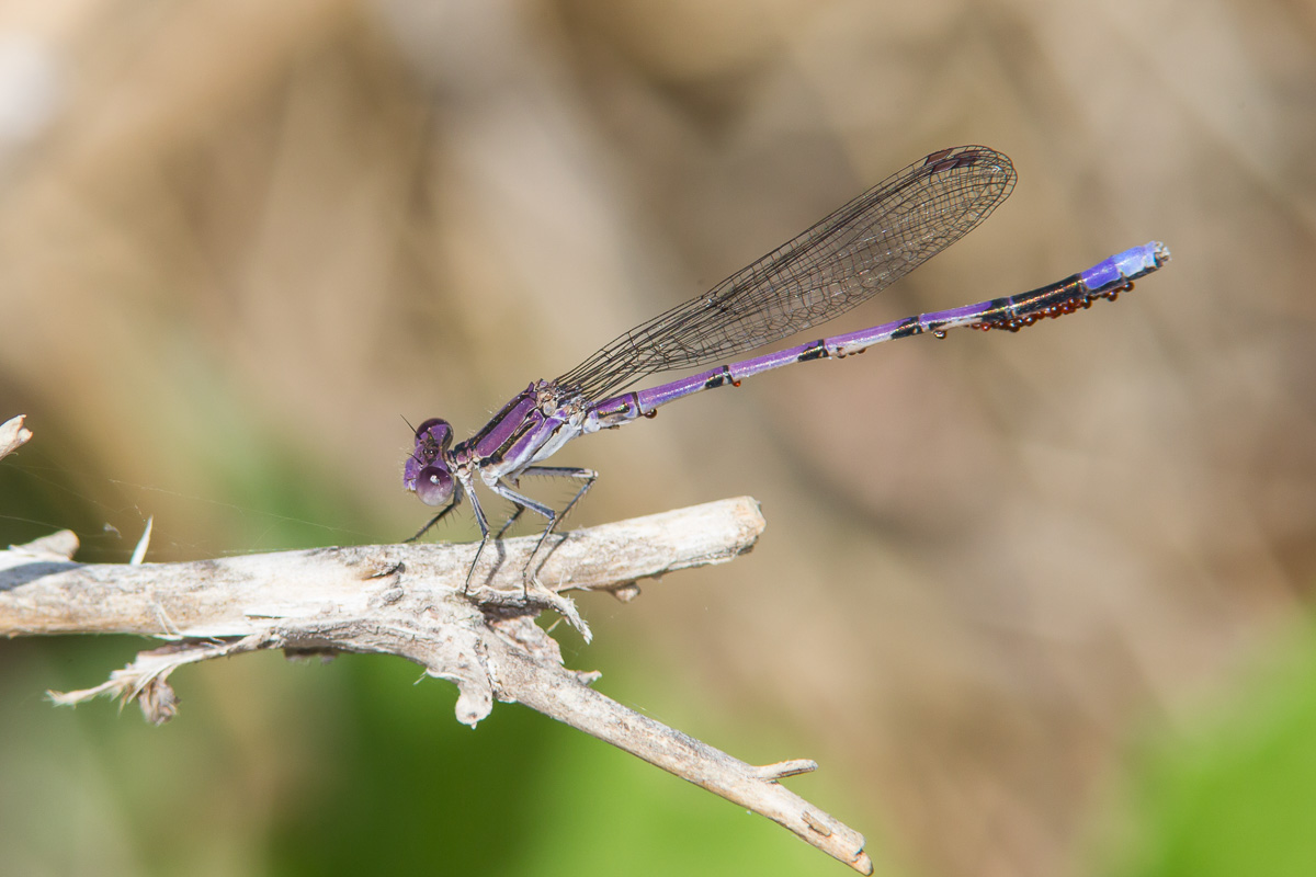 Variable Dancer (Argia fumipennis)