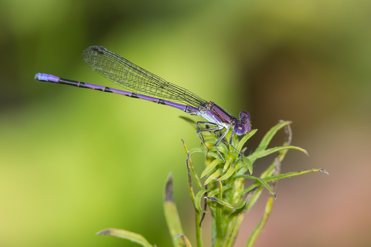 Variable Dancer (Argia fumipennis)