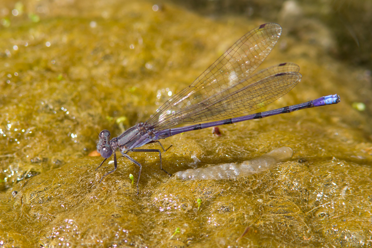 Variable Dancer (Argia fumipennis)