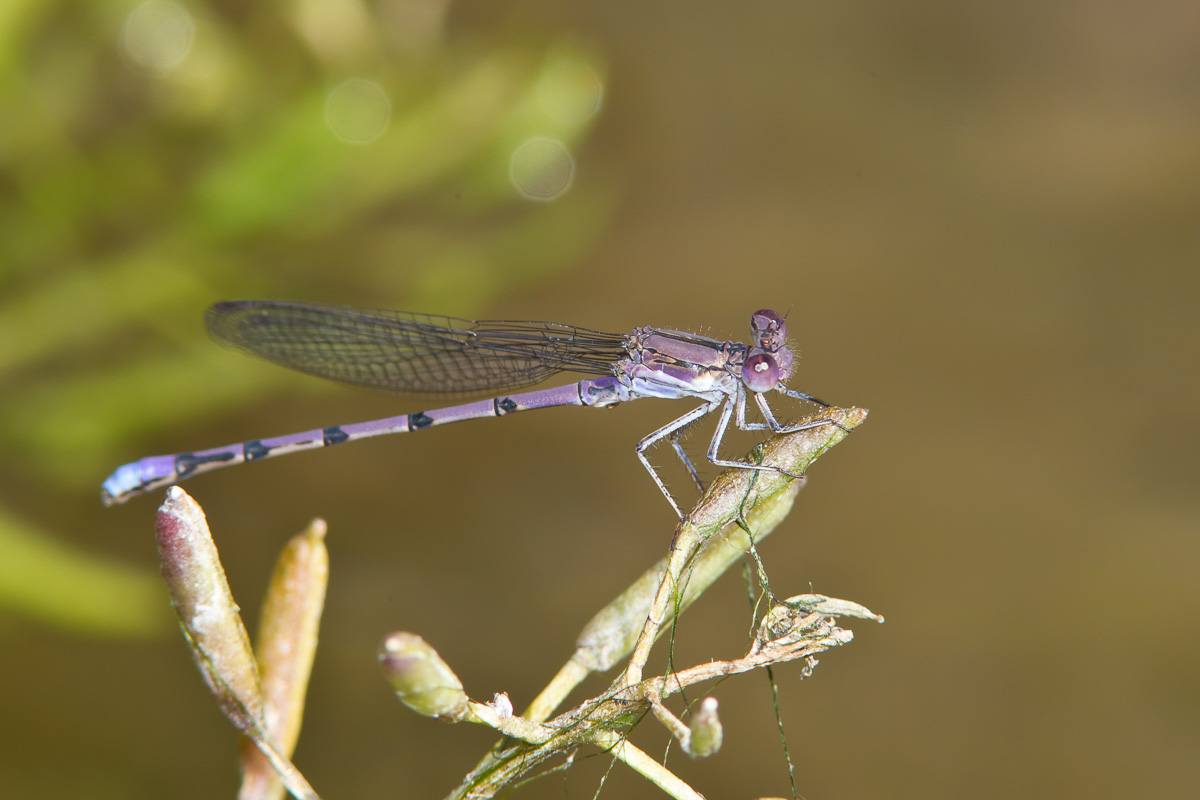 Variable Dancer (Argia fumipennis)