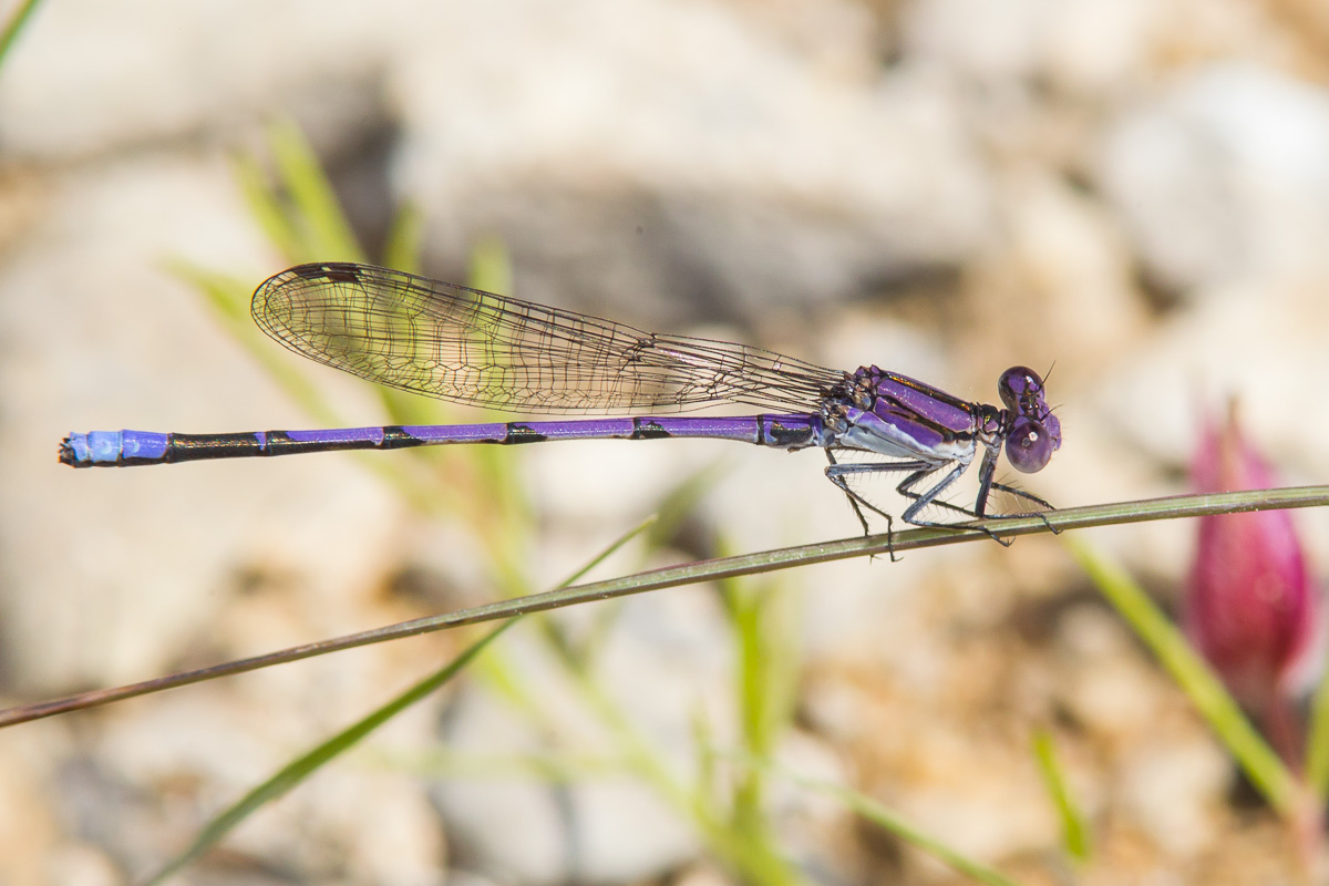 Variable Dancer (Argia fumipennis)