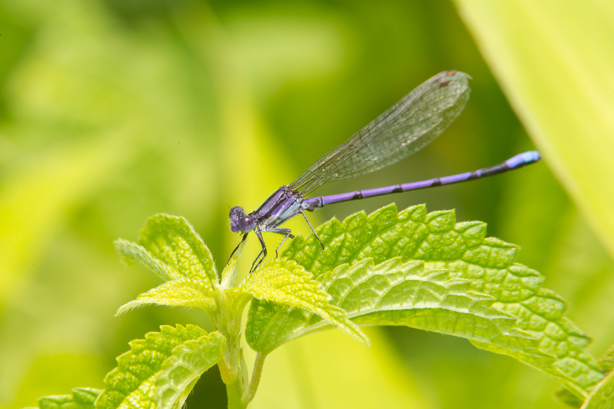 Variable Dancer (Argia fumipennis)