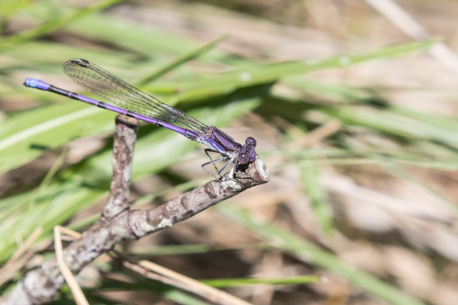 Variable Dancer (Argia fumipennis)
