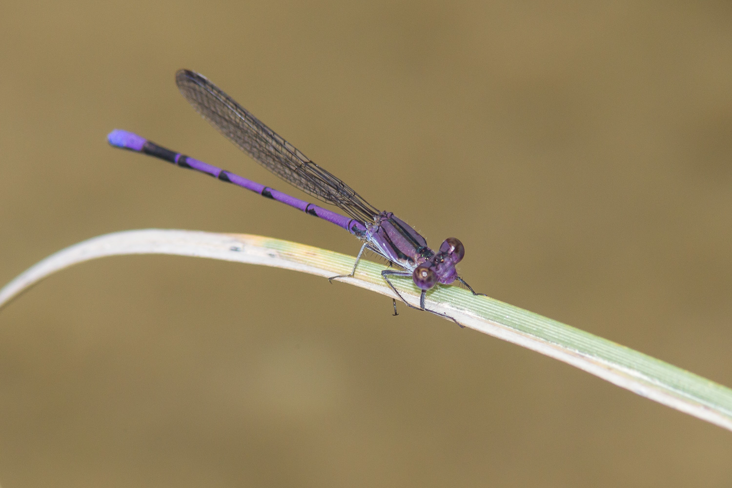 Variable Dancer (Argia fumipennis)