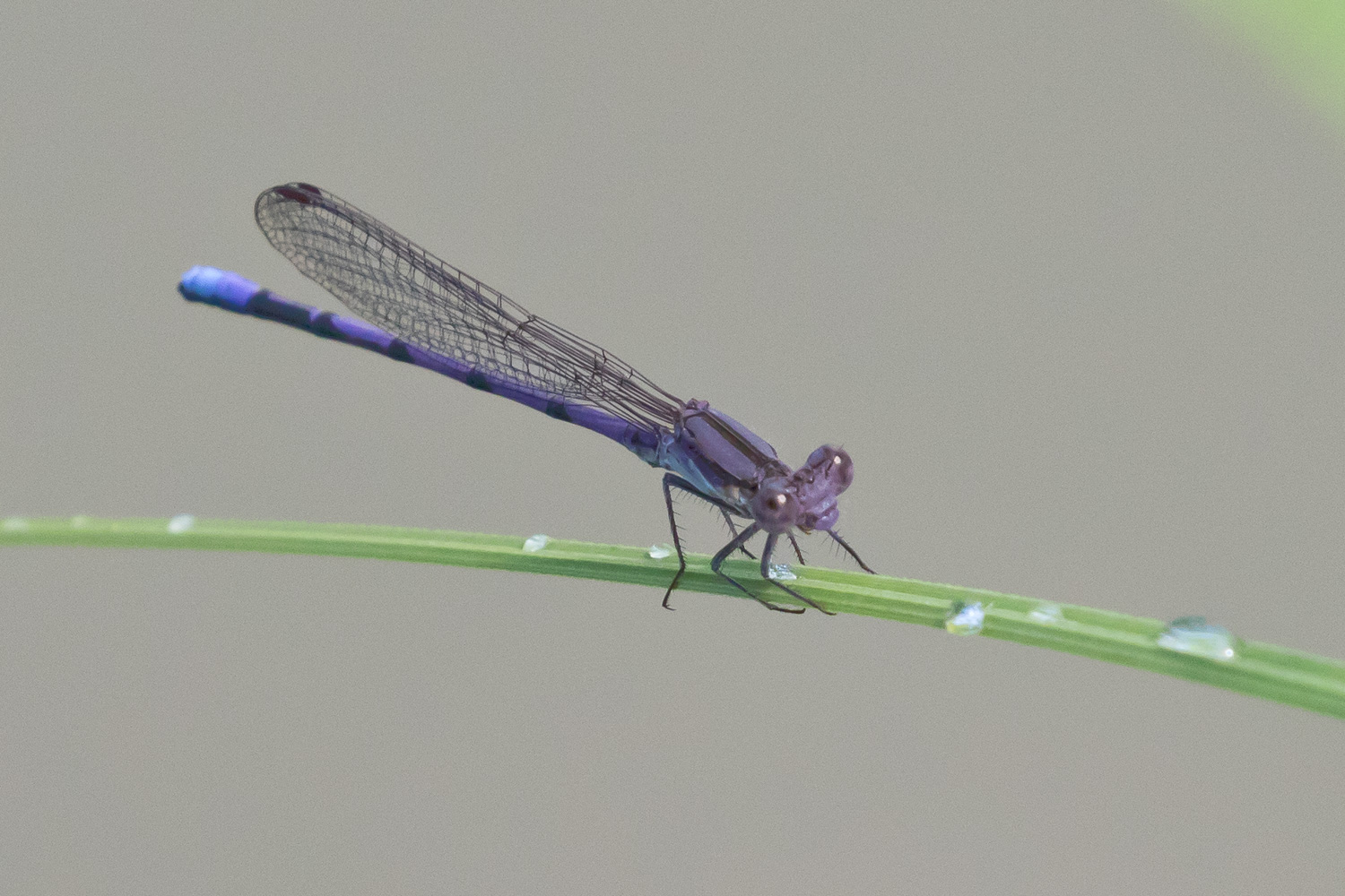 Variable Dancer (Argia fumipennis)