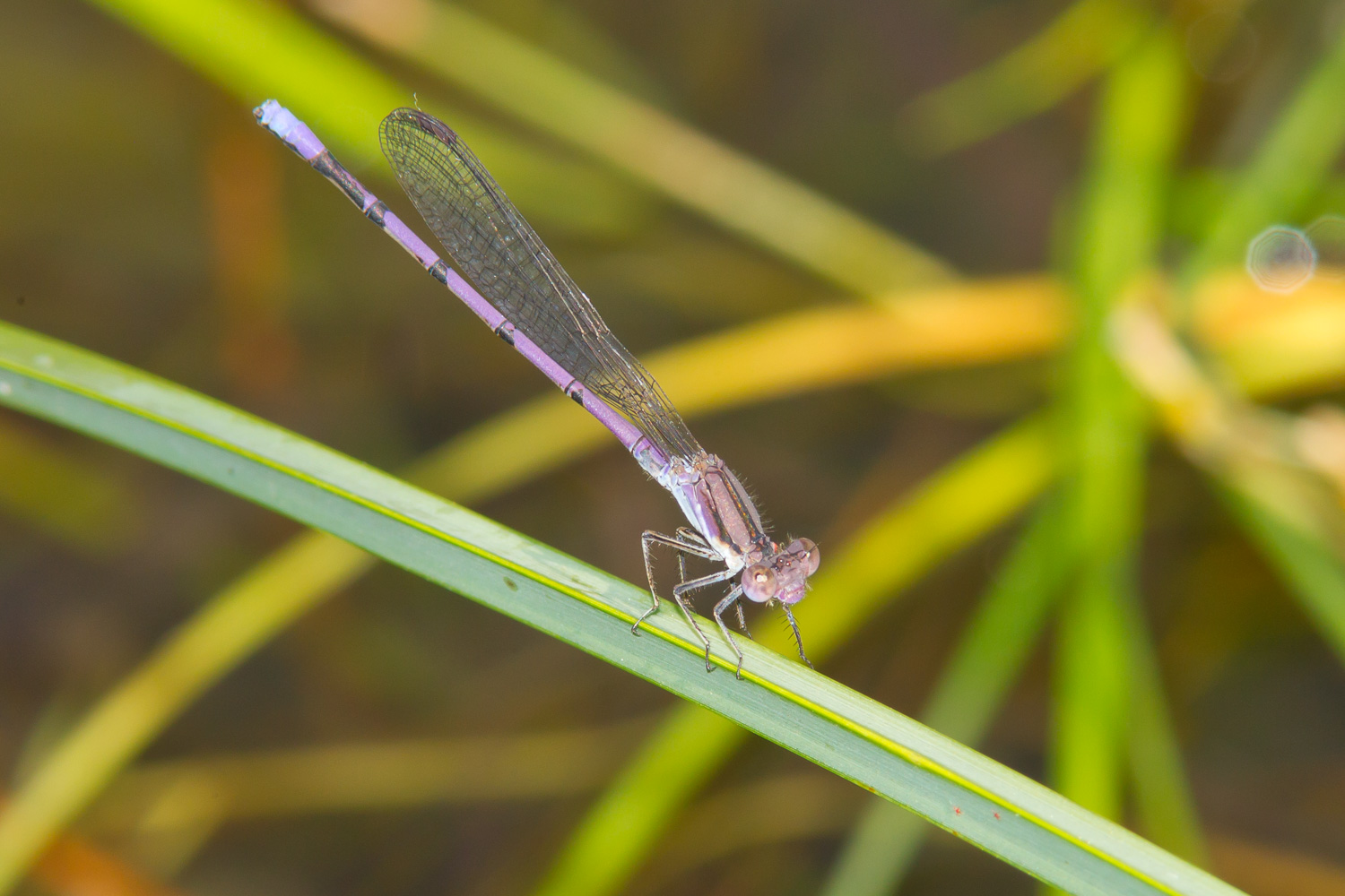 Variable Dancer (Argia fumipennis)