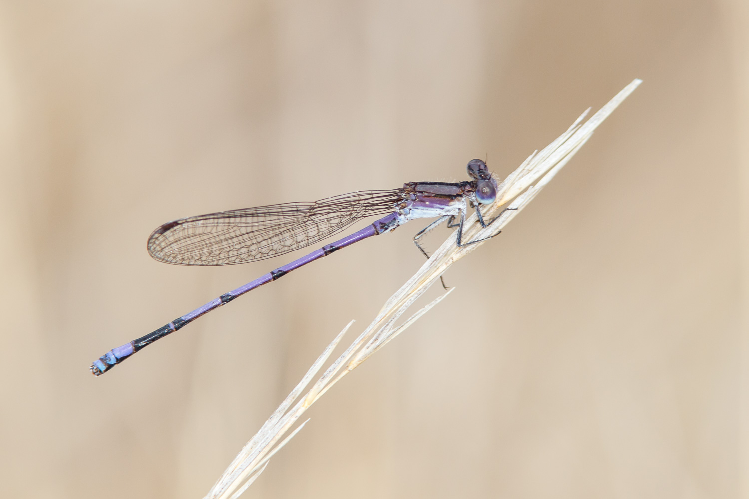 Variable Dancer (Argia fumipennis)