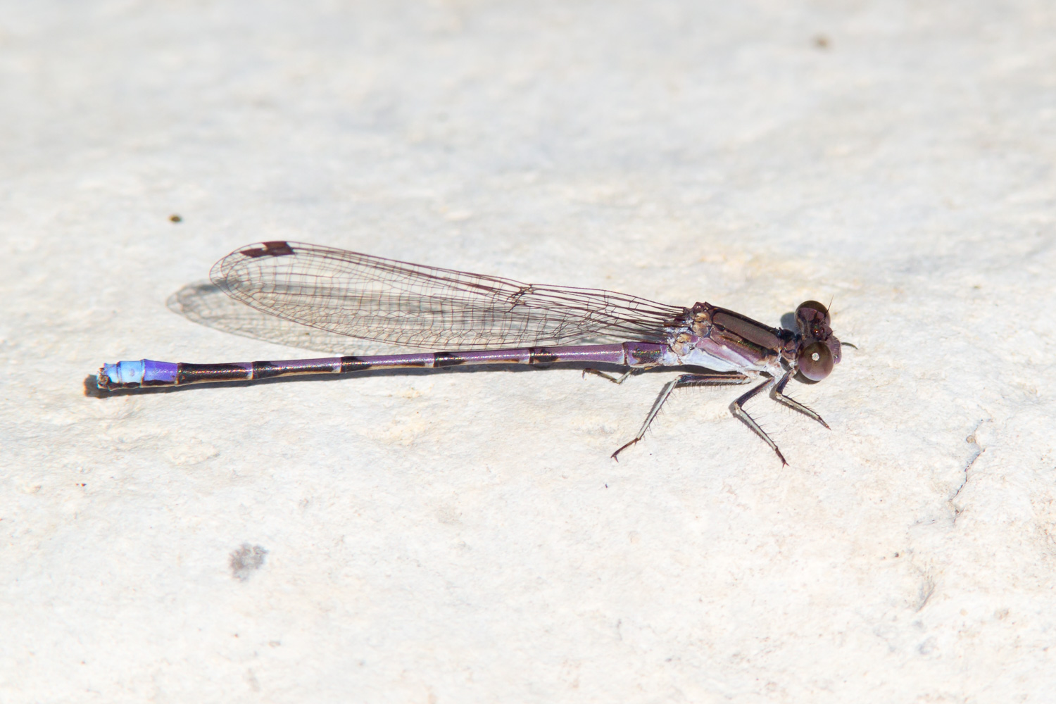 Variable Dancer (Argia fumipennis)