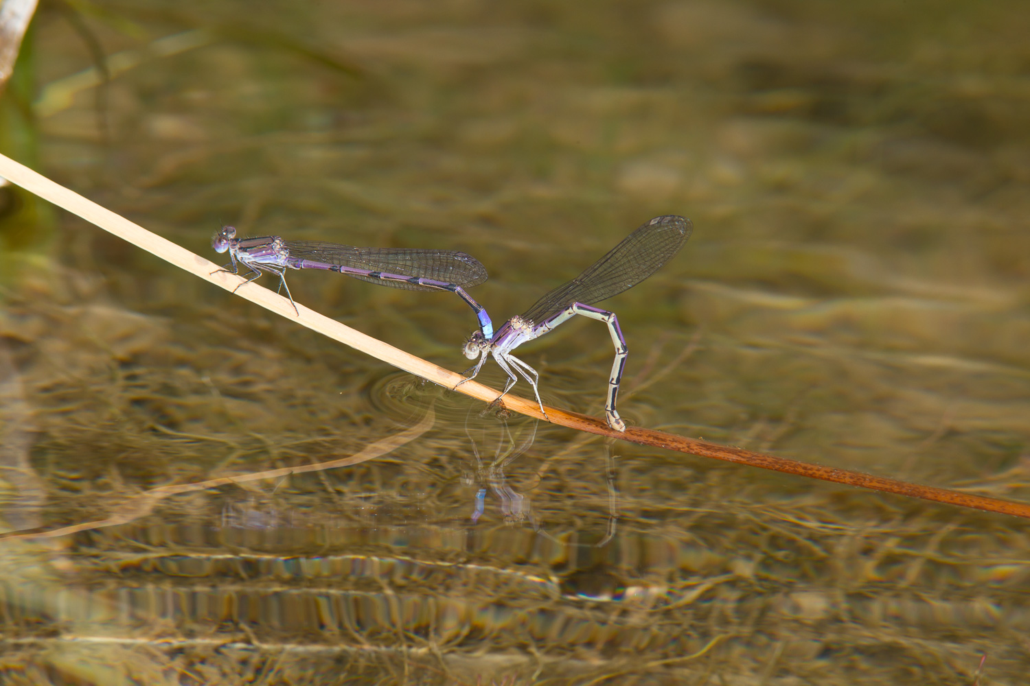 Variable Dancer (Argia fumipennis)