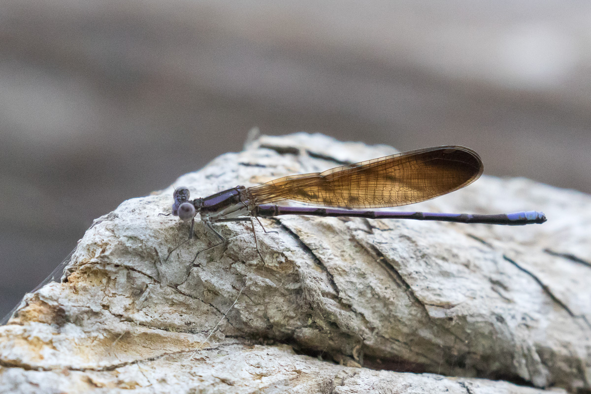 Variable Dancer (Argia fumipennis)