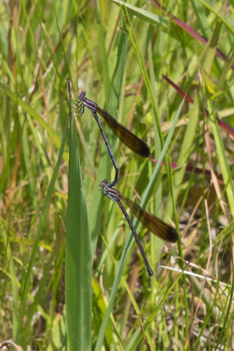 Variable Dancer (Argia fumipennis)