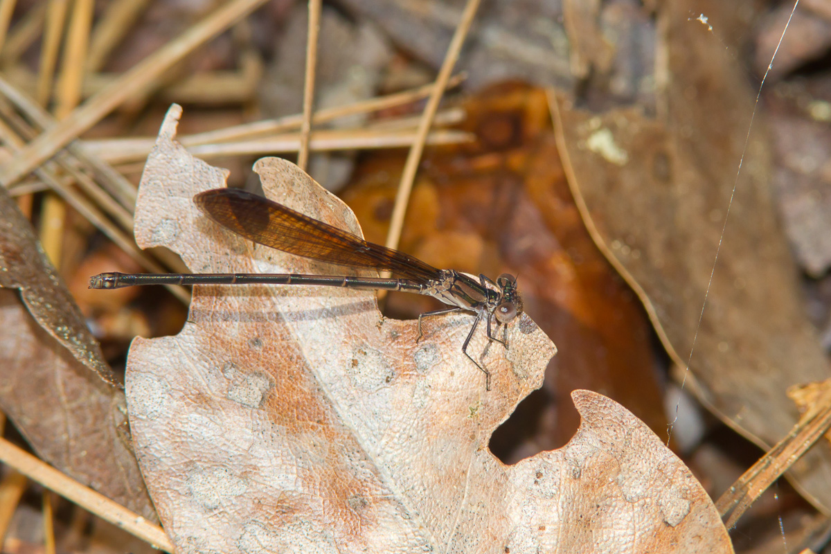 Variable Dancer (Argia fumipennis)