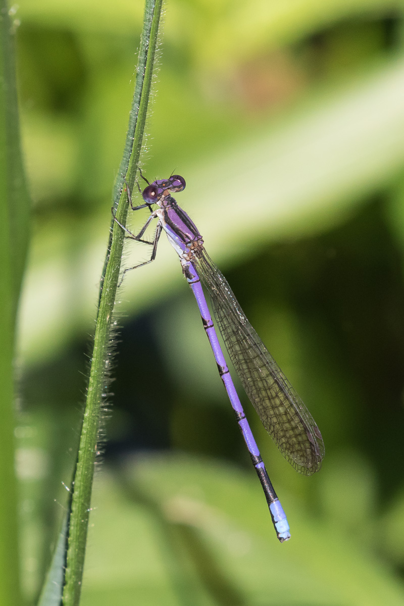 Variable Dancer (Argia fumipennis)