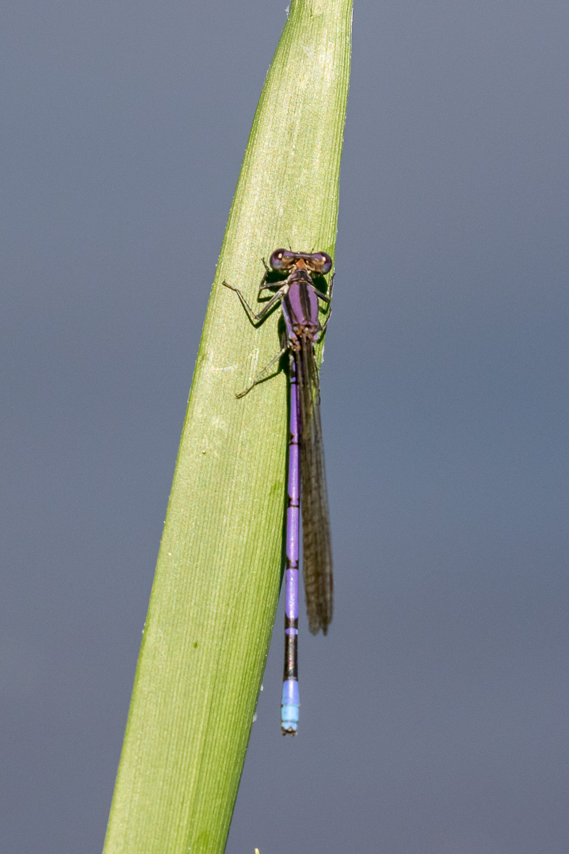 Variable Dancer (Argia fumipennis)