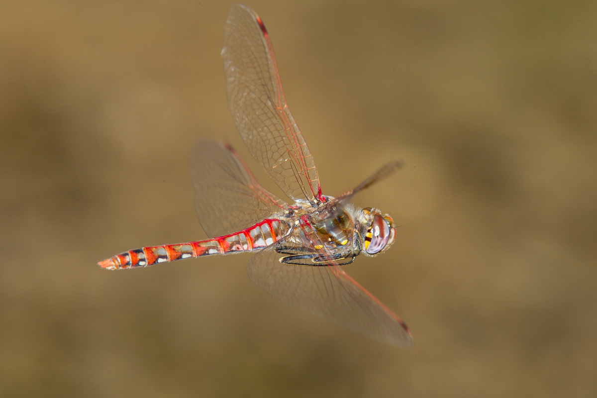 Variegated Meadowhawk (Sympetrum corruptum)