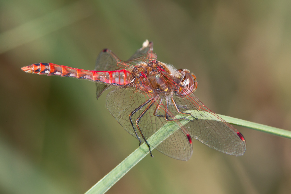 Variegated Meadowhawk (Sympetrum corruptum)