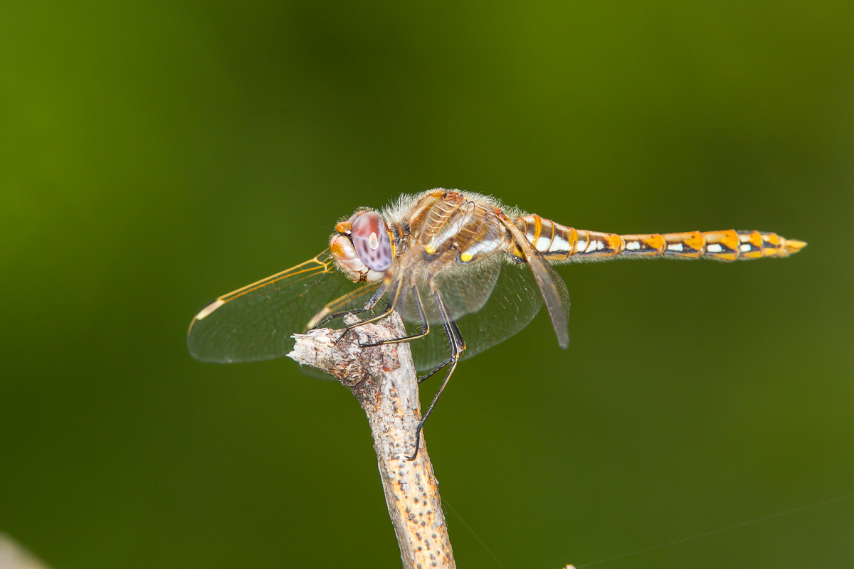 Variegated Meadowhawk (Sympetrum corruptum)