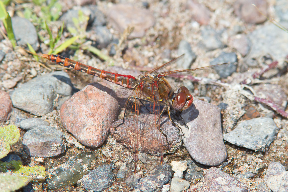 Variegated Meadowhawk (Sympetrum corruptum)
