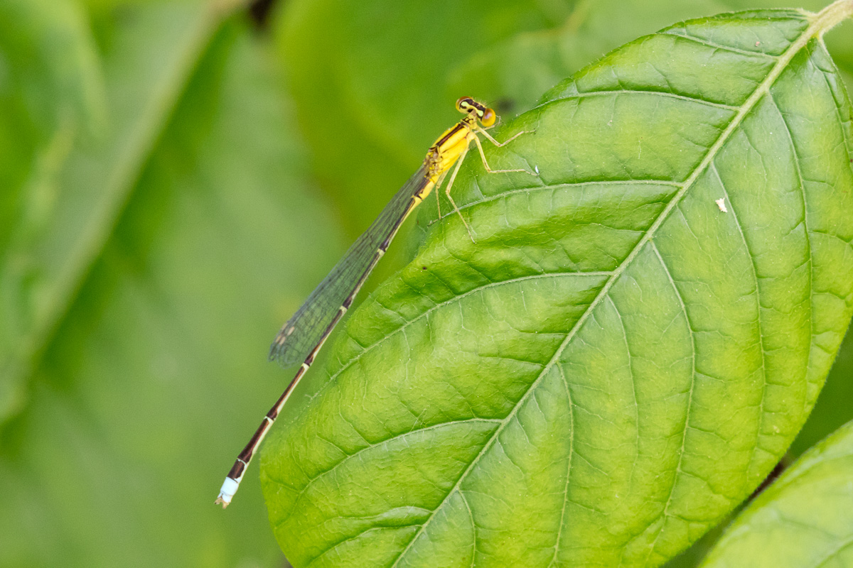 Vesper Bluet (Enallagma vesperum)