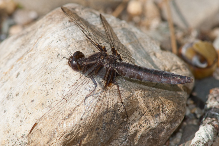 White Corporal (Ladona exusta)