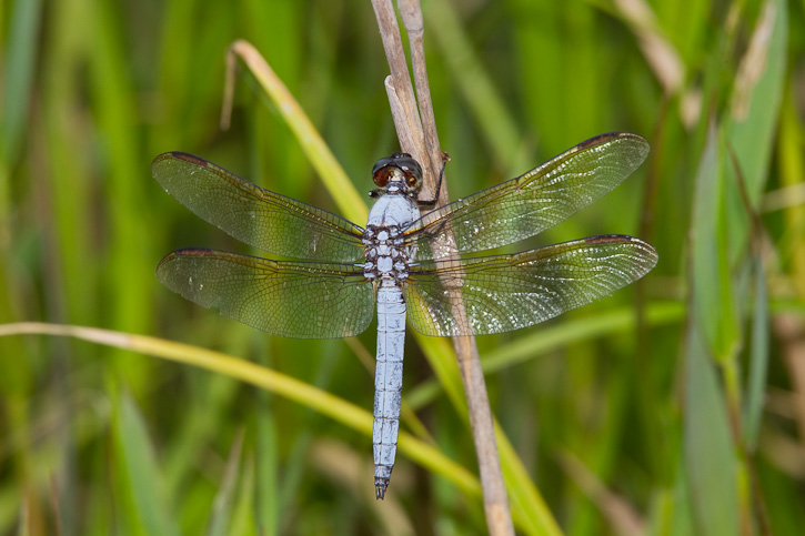 Yellow-sided Skimmer (Libellula flavida)