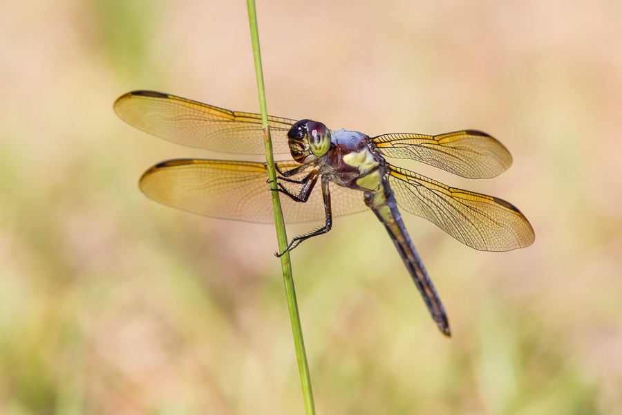 Yellow-sided Skimmer (Libellula flavida)