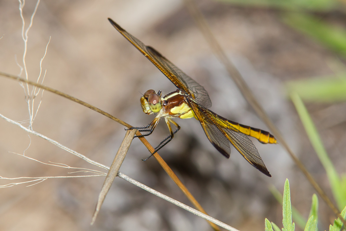 Yellow-sided Skimmer (Libellula flavida)
