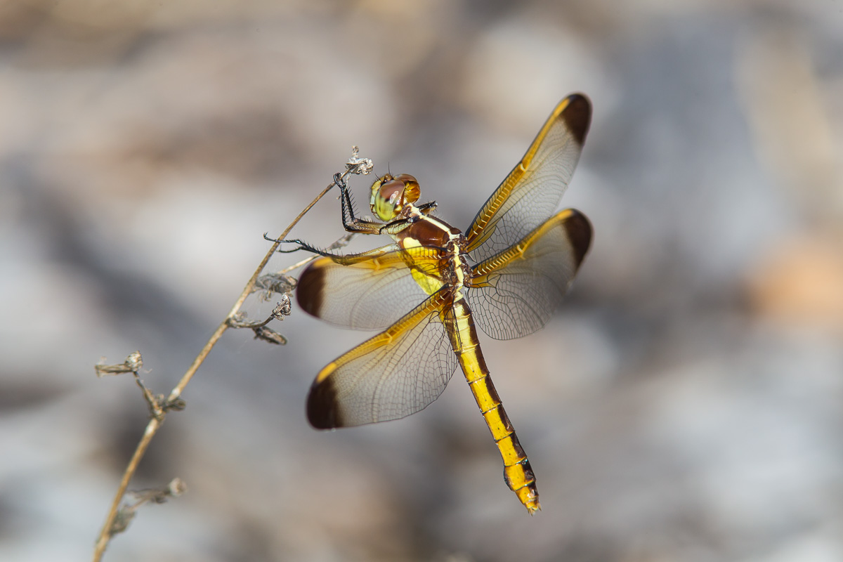 Yellow-sided Skimmer (Libellula flavida)