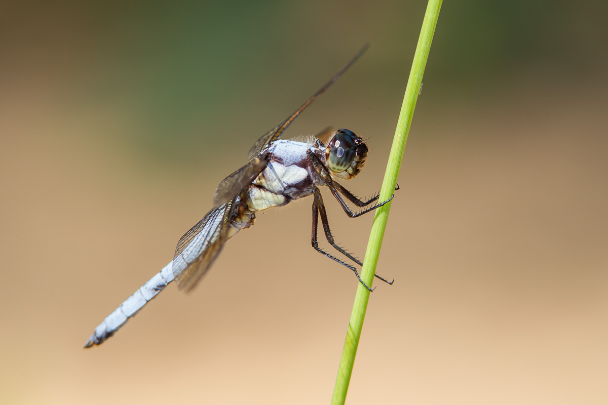 Yellow-sided Skimmer (Libellula flavida)