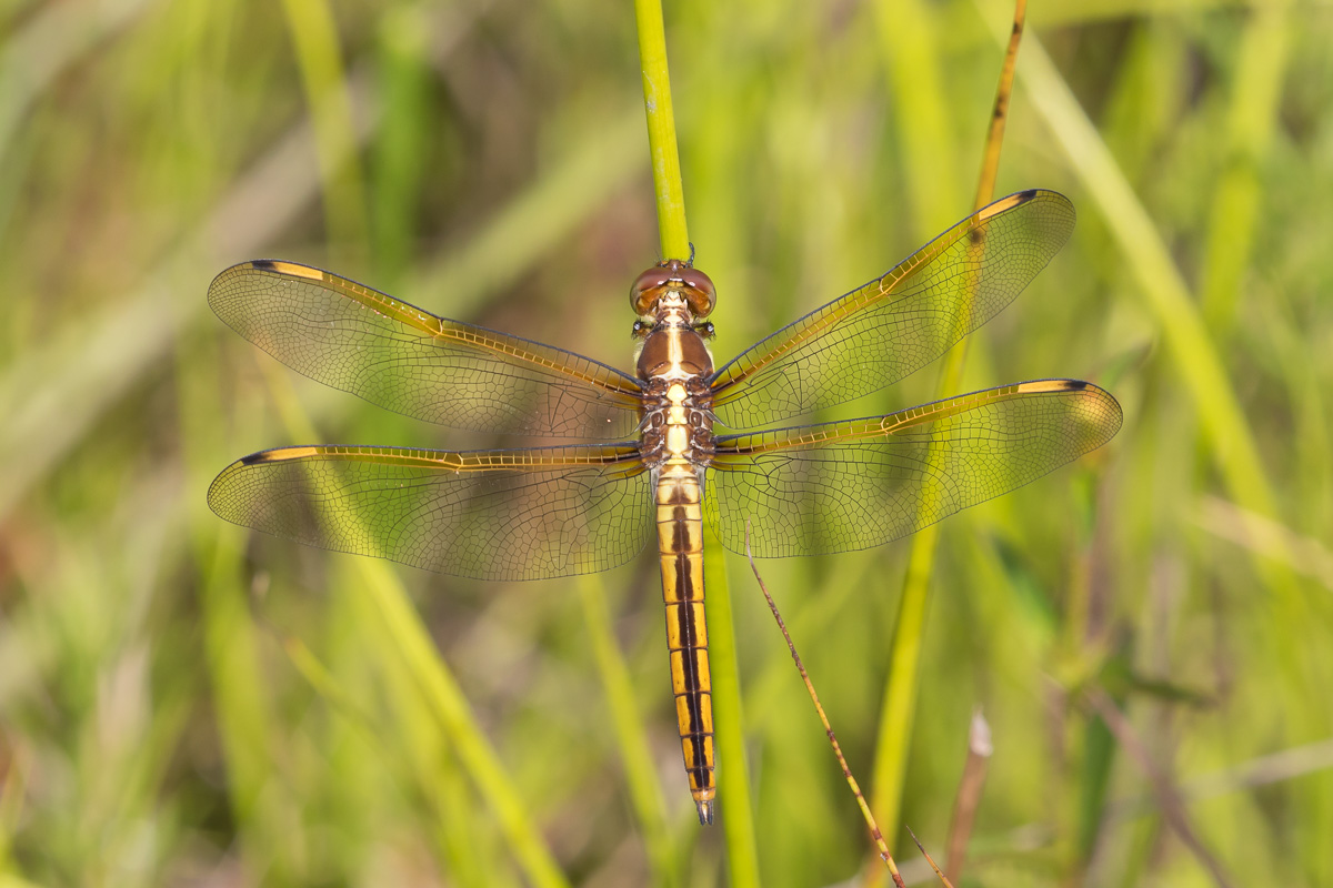 Yellow-sided Skimmer (Libellula flavida)