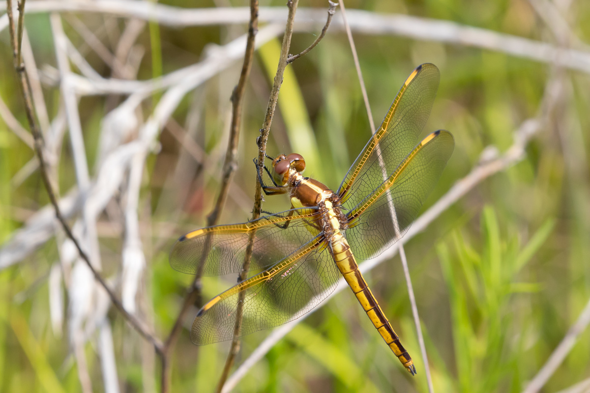 Yellow-sided Skimmer (Libellula flavida)